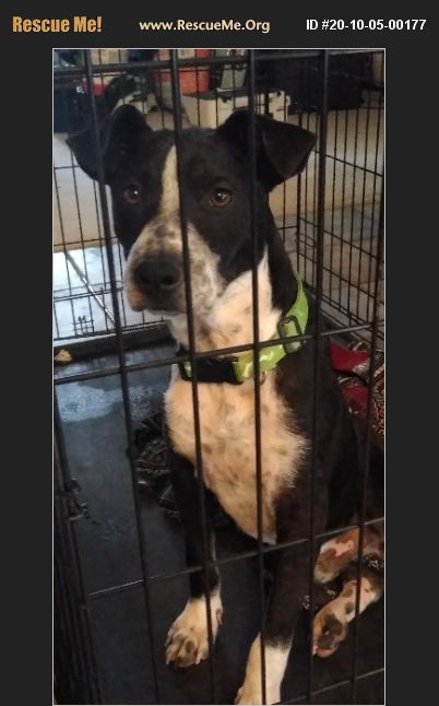 ADOPT 20100500177 ~ English Springer Spaniel Rescue ~ San Bernardino ...