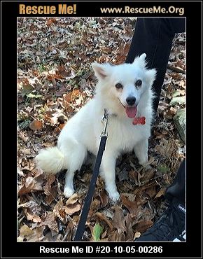 - New York Dog Rescue - ADOPTIONS - Rescue Me!