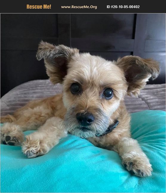 ADOPT 20100500402 ~ Cairn Rescue ~ Penrose, CO