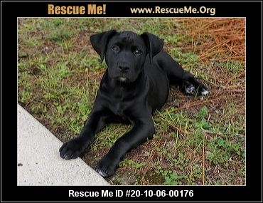 - Florida Dog Rescue - ADOPTIONS - Rescue Me!