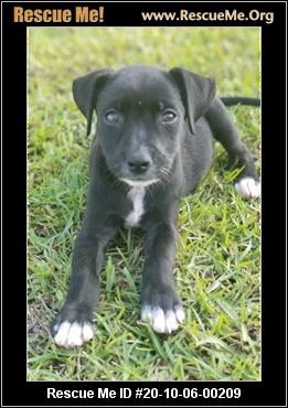 - Florida Dog Rescue - ADOPTIONS - Rescue Me!