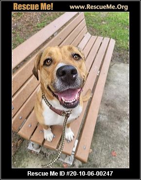- Florida Dog Rescue - ADOPTIONS - Rescue Me!