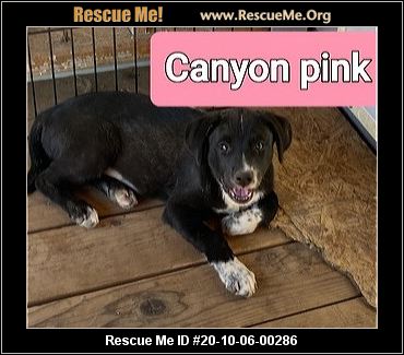 - Colorado Lab Rescue - ADOPTIONS - Rescue Me!