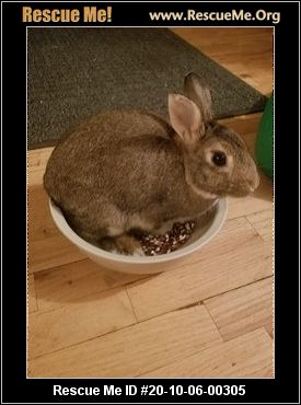 - New Jersey Rabbit Rescue - ADOPTIONS - Rescue Me!
