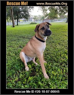 - Florida Dog Rescue - ADOPTIONS - Rescue Me!