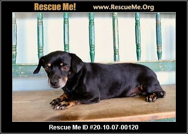 - Texas Mutt Rescue - ADOPTIONS - Rescue Me!