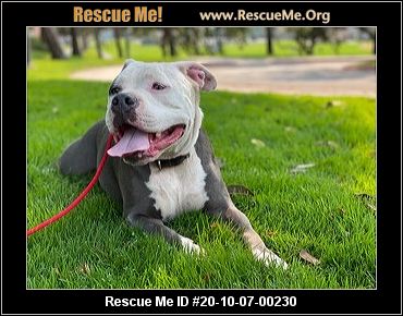 - California American Staffordshire Terrier Rescue - ADOPTIONS - Rescue Me!