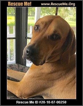 - Florida Dog Rescue - ADOPTIONS - Rescue Me!