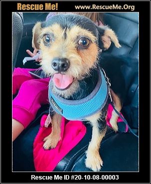 - California Jack Russell Rescue - ADOPTIONS - Rescue Me!