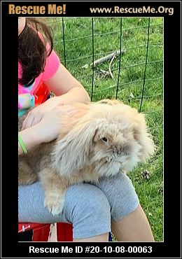 - New Jersey Rabbit Rescue - ADOPTIONS - Rescue Me!