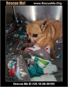 - Florida Dog Rescue - ADOPTIONS - Rescue Me!