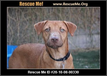 - Arizona Small Dog Rescue - Phoenix, AZ - AVAILABLE PETS
