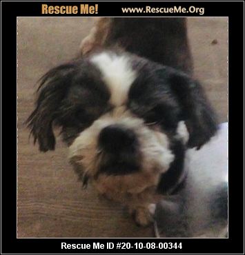 - Arizona Lhasa Apso Rescue - ADOPTIONS - Rescue Me!