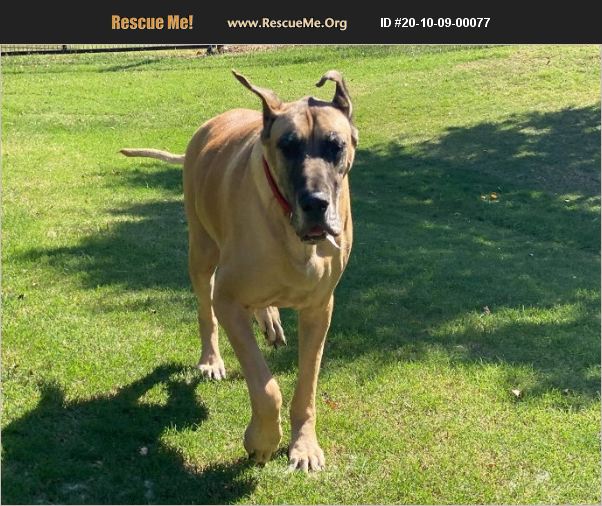 ADOPT 20100900077 ~ Great Dane Rescue ~ Dallas, TX