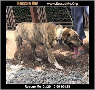 - New Mexico Dog Rescue - ADOPTIONS - Rescue Me!