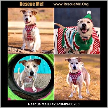 - Arizona Small Dog Rescue - Phoenix, AZ - AVAILABLE PETS