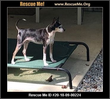 - Florida Dog Rescue - ADOPTIONS - Rescue Me!