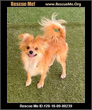 - Arizona Pomeranian Rescue - ADOPTIONS - Rescue Me!