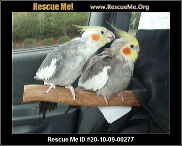 - Washington Pet Bird Rescue - ADOPTIONS - Rescue Me!