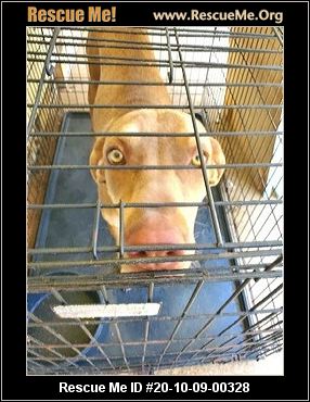 - Florida Dog Rescue - ADOPTIONS - Rescue Me!