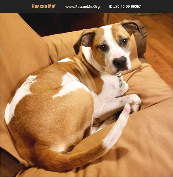 ADOPT 20100900357 ~ Boxer Rescue ~ Brookfield, CT