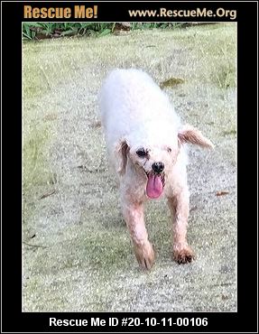 - Florida Dog Rescue - ADOPTIONS - Rescue Me!