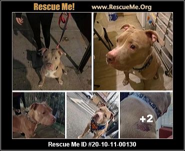 - New York Mutt Rescue - ADOPTIONS - Rescue Me!