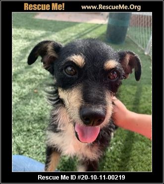 - California Jack Russell Rescue - ADOPTIONS - Rescue Me!