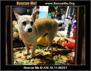 - Florida Dog Rescue - ADOPTIONS - Rescue Me!