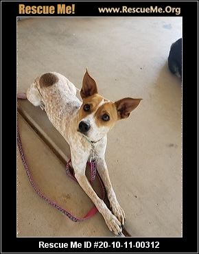 - Arizona Dog Rescue - ADOPTIONS - Rescue Me!