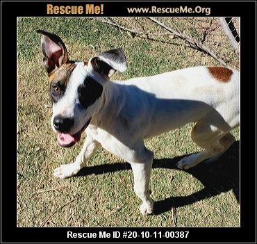 - New Mexico Dog Rescue - ADOPTIONS - Rescue Me!