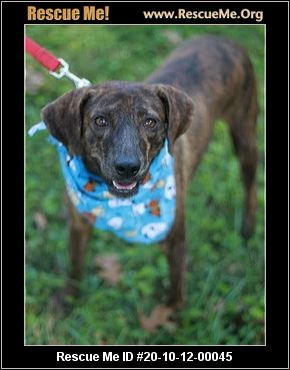 - Tennessee Mountain Cur Rescue - ADOPTIONS - Rescue Me!