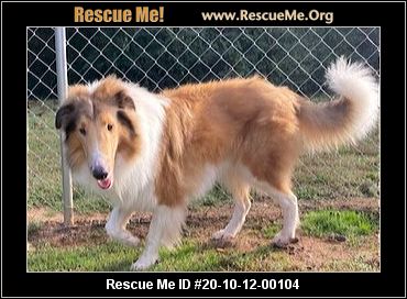 - Georgia Collie Rescue - ADOPTIONS - Rescue Me!