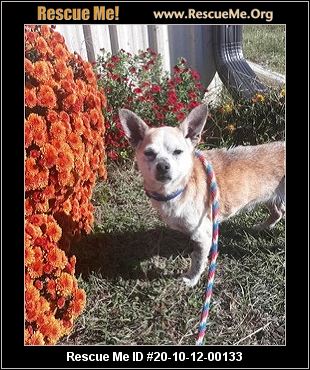 - SPCA of Bradley County TN - Cleveland, TN - AVAILABLE PETS