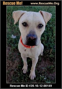 - Florida Dog Rescue - ADOPTIONS - Rescue Me!