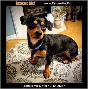 - Florida Dog Rescue - ADOPTIONS - Rescue Me!