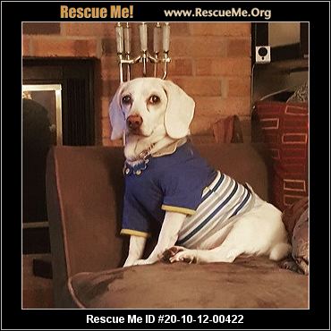 - Florida Dog Rescue - ADOPTIONS - Rescue Me!