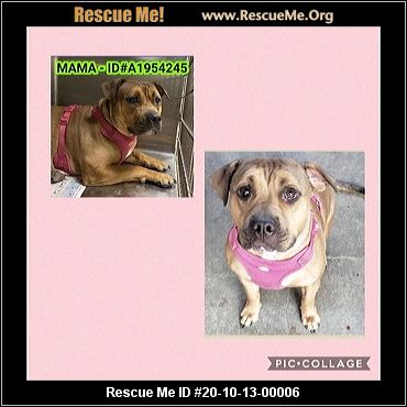 - California Lab Rescue - ADOPTIONS - Rescue Me!