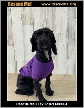 - Florida Dog Rescue - ADOPTIONS - Rescue Me!