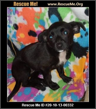 - Arizona Dog Rescue - ADOPTIONS - Rescue Me!