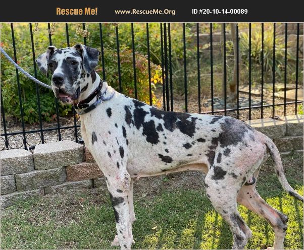 ADOPT 20101400089 ~ Great Dane Rescue ~ Dallas, TX