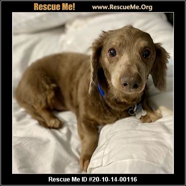 - Arizona Dog Rescue - ADOPTIONS - Rescue Me!