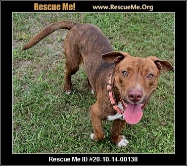 - Florida Dog Rescue - ADOPTIONS - Rescue Me!