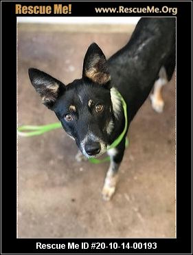 - Florida Dog Rescue - ADOPTIONS - Rescue Me!