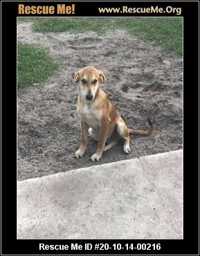 - Florida Dog Rescue - ADOPTIONS - Rescue Me!