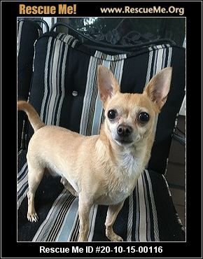 - Georgia Chihuahua Rescue - ADOPTIONS - Rescue Me!