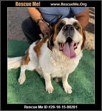 - Washington Saint Bernard Rescue - ADOPTIONS - Rescue Me!