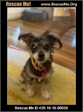- California Yorkie Rescue - ADOPTIONS - Rescue Me!