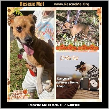 - Pennsylvania Beagle Rescue - ADOPTIONS - Rescue Me!