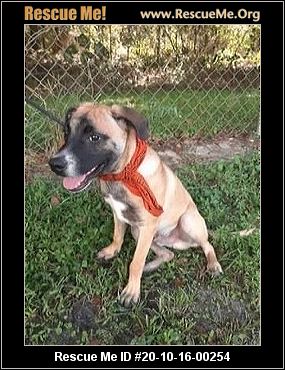 - Florida Dog Rescue - ADOPTIONS - Rescue Me!